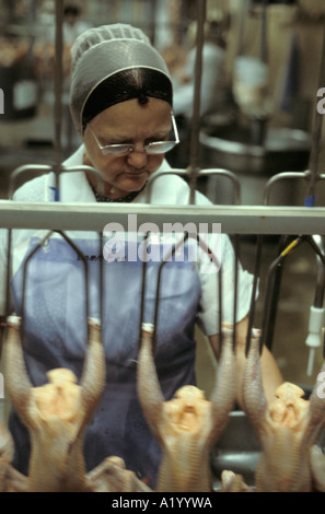 mennonite woman on chicken fowl processing poultry assembly line Stock ...
