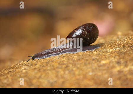 New Zealand carnivorous land snail (Wainuia urnula Stock Photo - Alamy
