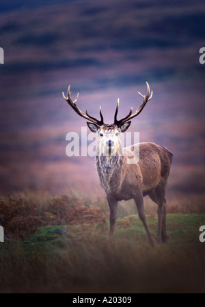 Wild Deer On Islay, Scotland Stock Photo - Alamy