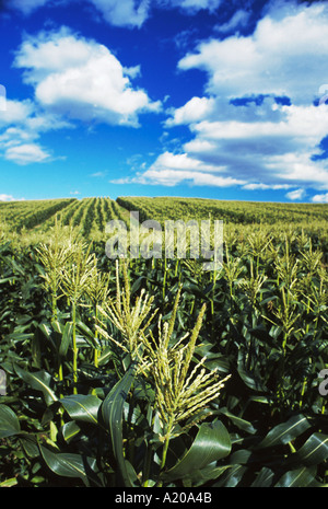 corn on the stalk in a field at harvest time Stock Photo - Alamy