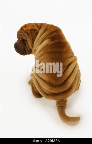 Shar-pei sitting, back view Stock Photo - Alamy