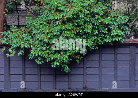 The camellia blossoms by the Samurai Buke-yashiki residences of the Edo ...