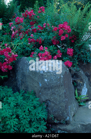 Red Rose and Ferns Stock Photo - Alamy