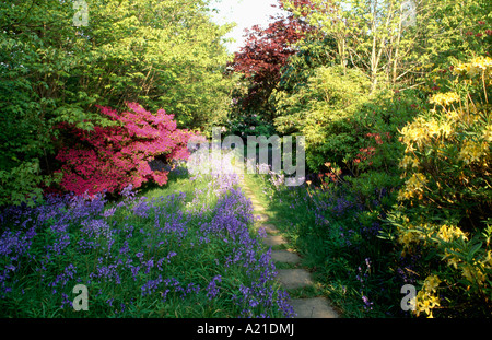 azalea, azaleas, red, bluebells, wood, woodland, spring, blarney castle ...