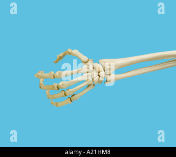 Human skeleton left hand in grip hold position Stock Photo - Alamy