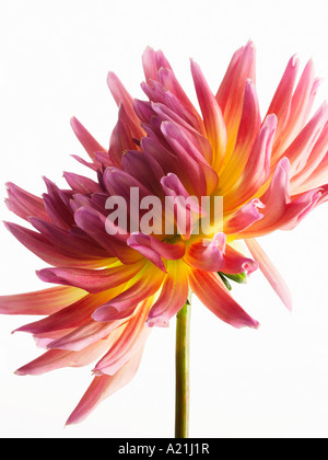 Stop and smell the roses. Studio shot of a young woman smelling a bunch ...