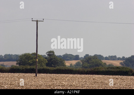 A Summer corn field with telegraph pole in York Stock Photo - Alamy