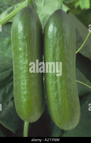 Cucumis sativus 'Cucino' (Cucumber) F1 Hybrid all female mini cucumbers ...