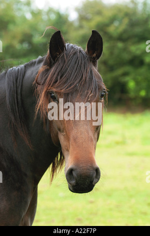 Horses in Irland Irische Pferde Stock Photo - Alamy