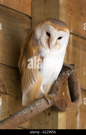 Barn owl (Tyto alba) hunting near buildings Stock Photo - Alamy
