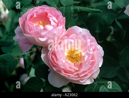 English rose (Rosa Constance Spry). Design: Marianne and Detlef Lüdke ...