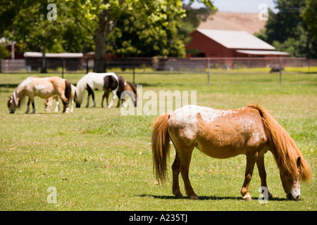miniature horses with colts Quicksilver Ranch Santa Ynez Valley near ...