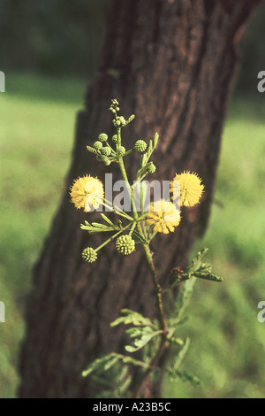Flowers. Acacia Nilotica. Babhul. Family: Mimosaceae. Medium-sized ...