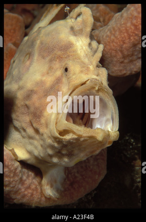 pink frogfish with open mouth Stock Photo - Alamy