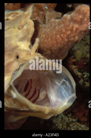 pink frogfish with open mouth Stock Photo - Alamy