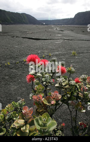 Ohia Lehua tree, Kilauea Iki crater, Hawaii Volcanoes National Park ...