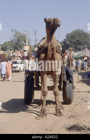 Camel cart, a popular mode of transport in Rajasthan, India Stock Photo ...