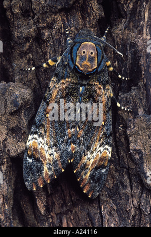 Death's-head moth butterfly with open wings sitting on honeycomb from ...