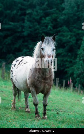 Mixed Breed Pony Horse Mischlingspony Stock Photo - Alamy