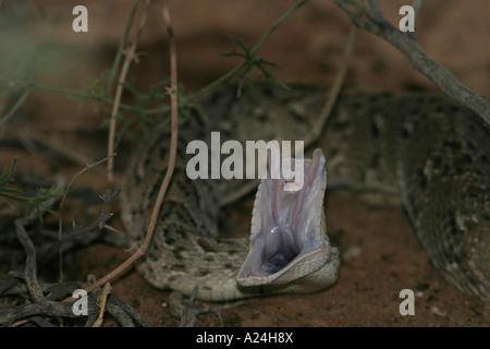 Puff adder, Puffotter, Bitis arietans, puffogó vipera Stock Photo - Alamy