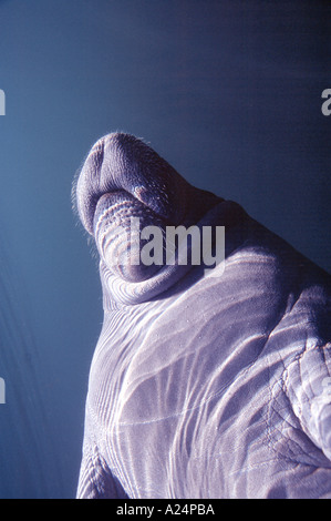 Florida manatee closeup, Crystal River, Florida Stock Photo - Alamy