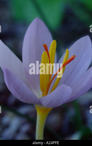 Crocus longiflorus. AGM Stock Photo - Alamy