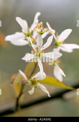 Juneberry flower, Amelanchier lamarckii Stock Photo: 50766296 - Alamy