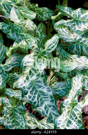 Variegated leaves / foliage of Arum italicum - Italian Lords and Ladies ...