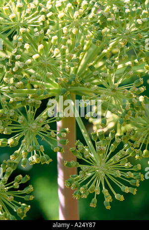 Angelica archangelica stem Stock Photo - Alamy