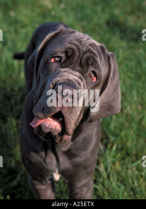 Mastiff Neapolitan dog portrait from top Stock Photo - Alamy