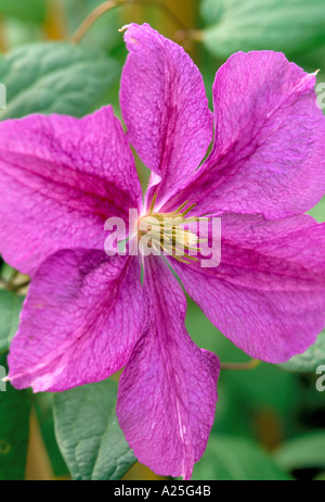 Clematis Victoria Flower Stock Photo - Alamy