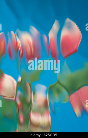 Spring easter tulip on blue wooden background Stock Photo - Alamy