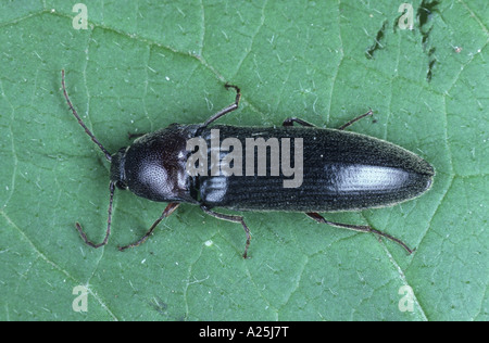 Click beetle (Melanotus rufipes Stock Photo - Alamy