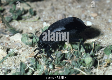 giant churchyard beetle, giant cellar beetle (Blaps mortisaga), top ...