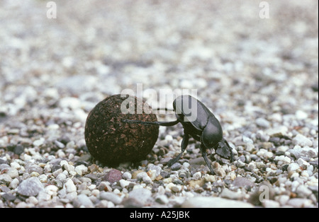 dung beetle (Sisyphus schaefferi), with dung bowl Stock Photo - Alamy
