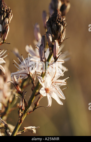 Anther of a flower of summer asphodel Stock Photo - Alamy