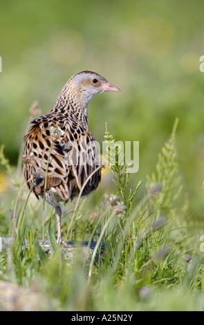 Corn crake (Crex crex), one of the most endangered birds in the Giant ...