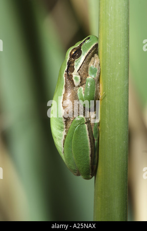 lemon on tree Stock Photo - Alamy