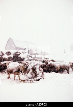 Cattle feeding during snow blizzard winter rural New Brunswick Canada ...