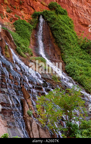 VASEYS PARADISE is a SPRING shooting out of a SUPAI SANDSTONE WALL at mile 32 Colorado River ...