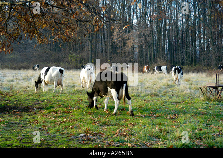 Dairy Cattle Farm Fairmont Indiana IN Stock Photo - Alamy