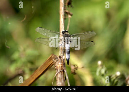 Scarce Chaser, Libellula fulva Dorset, UK Stock Photo - Alamy
