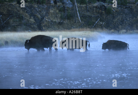 Bison (Bison bison) walking in the mist, early morning, Yellowstone ...