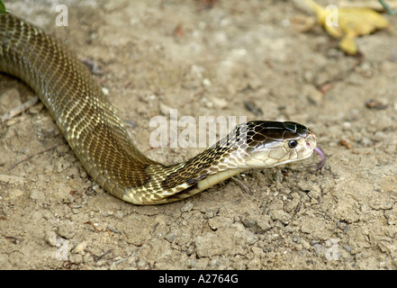Naja siamensis, Siam Cobra Stock Photo - Alamy