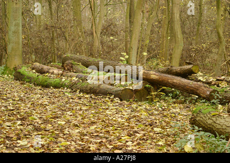 Log pile wildlife habitat in woodland, Vicarage Plantation, Mendlesham ...