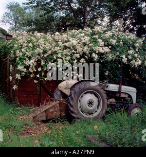 Rosa filipes "Kiftsgate" climbing rose drifting over ornamental ...