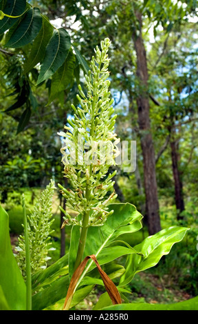 Flower of Galangal, Languas galangal, syn Alpinia galanga, a plant ...