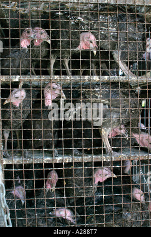 Caged bird in Greece Stock Photo - Alamy