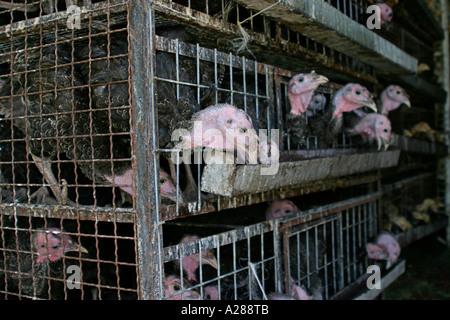 Caged turkeys on back of lorry in Greece Stock Photo - Alamy