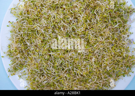 Alfa alfa sprout, Ghoraghas, Rajka, Natural Health food, Minerals like ...